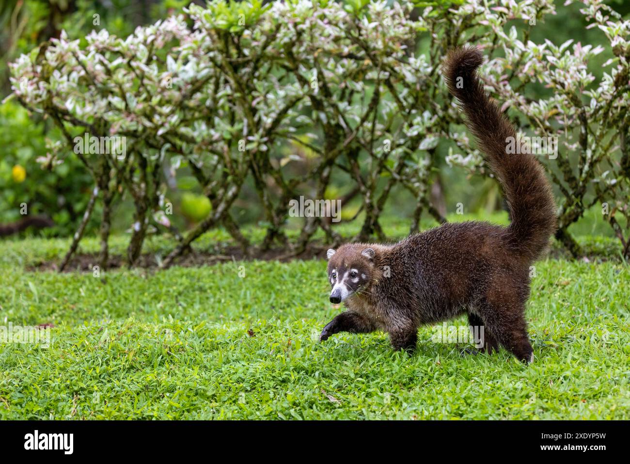 White-nosed coati, coatimundi, antoon, gato solo, pizote, tejon (Nasua ...