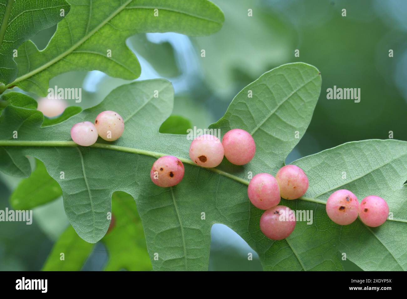 Common oak gallwasp, Oak leaf cherry-gall cynipid, Cherry gall (Cynips quercusfolii), galls on ...