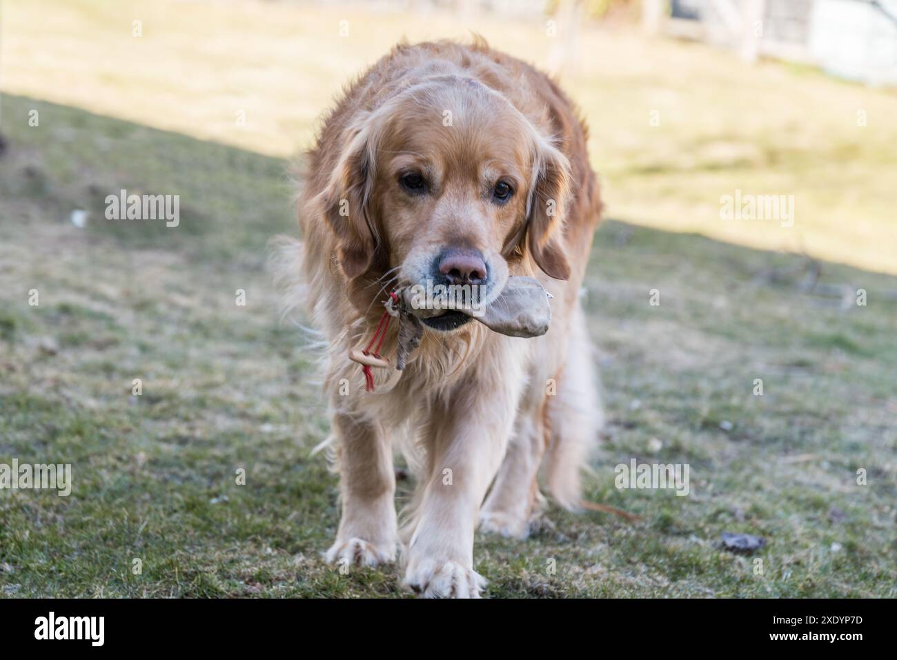 Golden retriever training hi-res stock photography and images - Alamy
