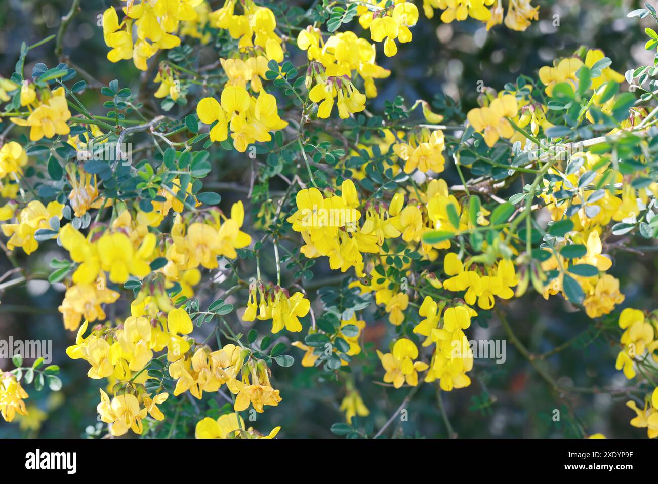 Scorpion senna (Hippocrepis emerus, Coronilla emerus), blooming ...