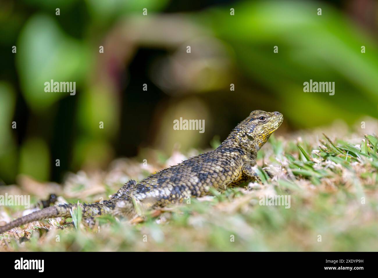 Emerald swift lizard sceloporus malachiticus hi-res stock photography ...