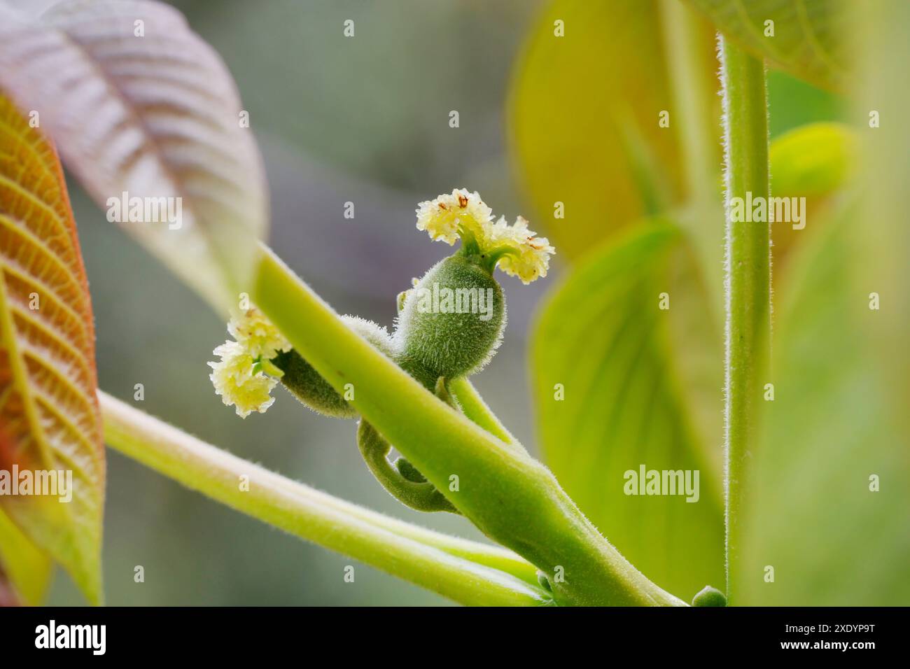 walnut (Juglans regia), female flowers, Croatia Stock Photo - Alamy
