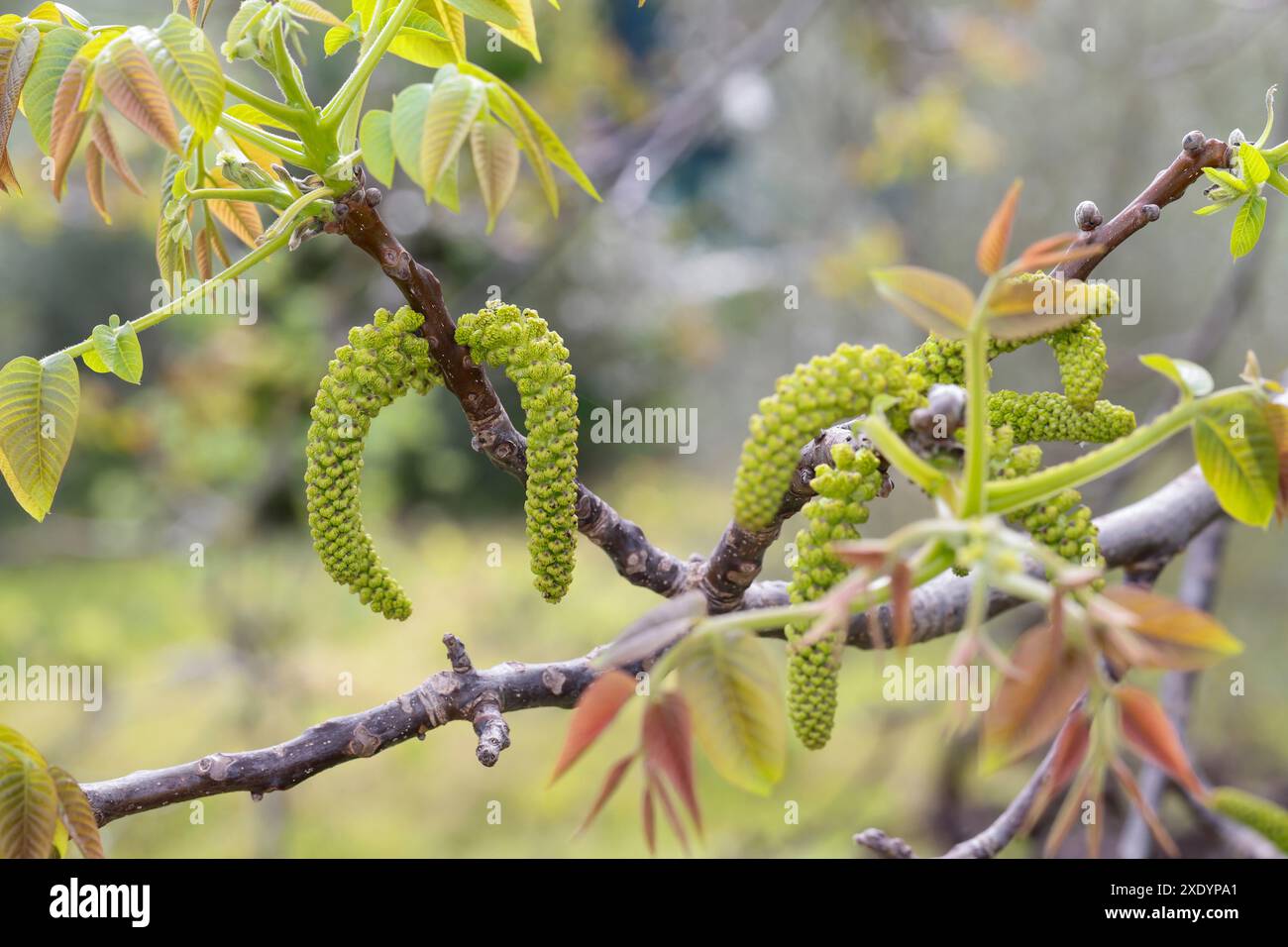 walnut (Juglans regia), male flowers, Croatia Stock Photo - Alamy