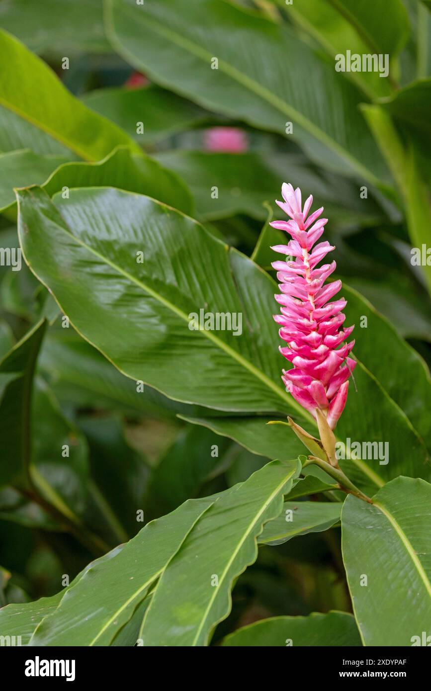 Red ginger (Alpinia purpurata), blooming, Costa Rica, Tarcoles Stock ...