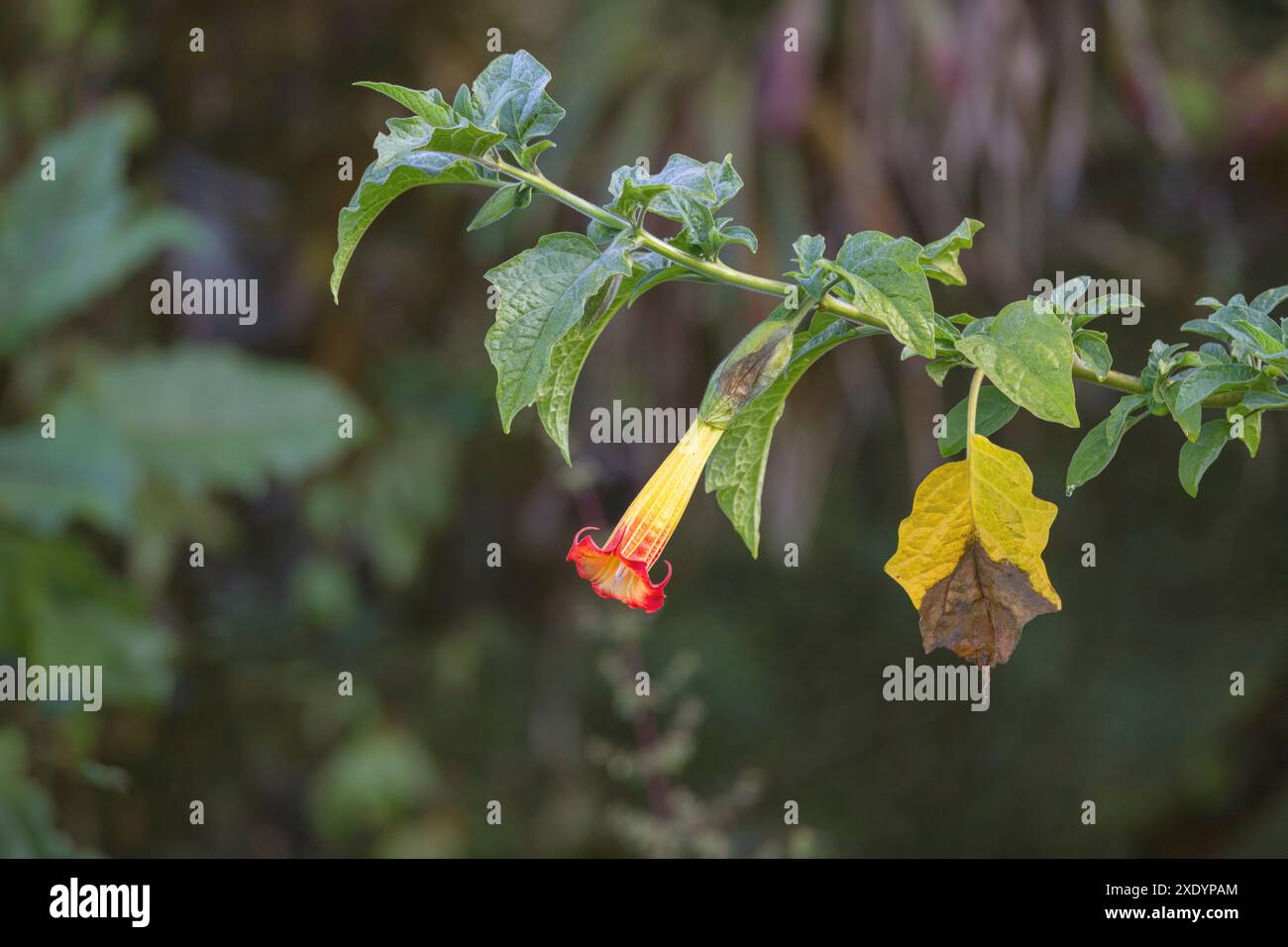 red angel's trumpet (Brugmansia sanguinea, Datura sanguinea), branch ...