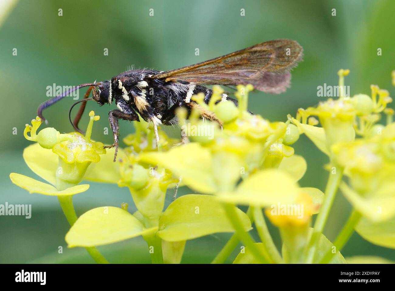 Lesser hornet mothes hi-res stock photography and images - Alamy