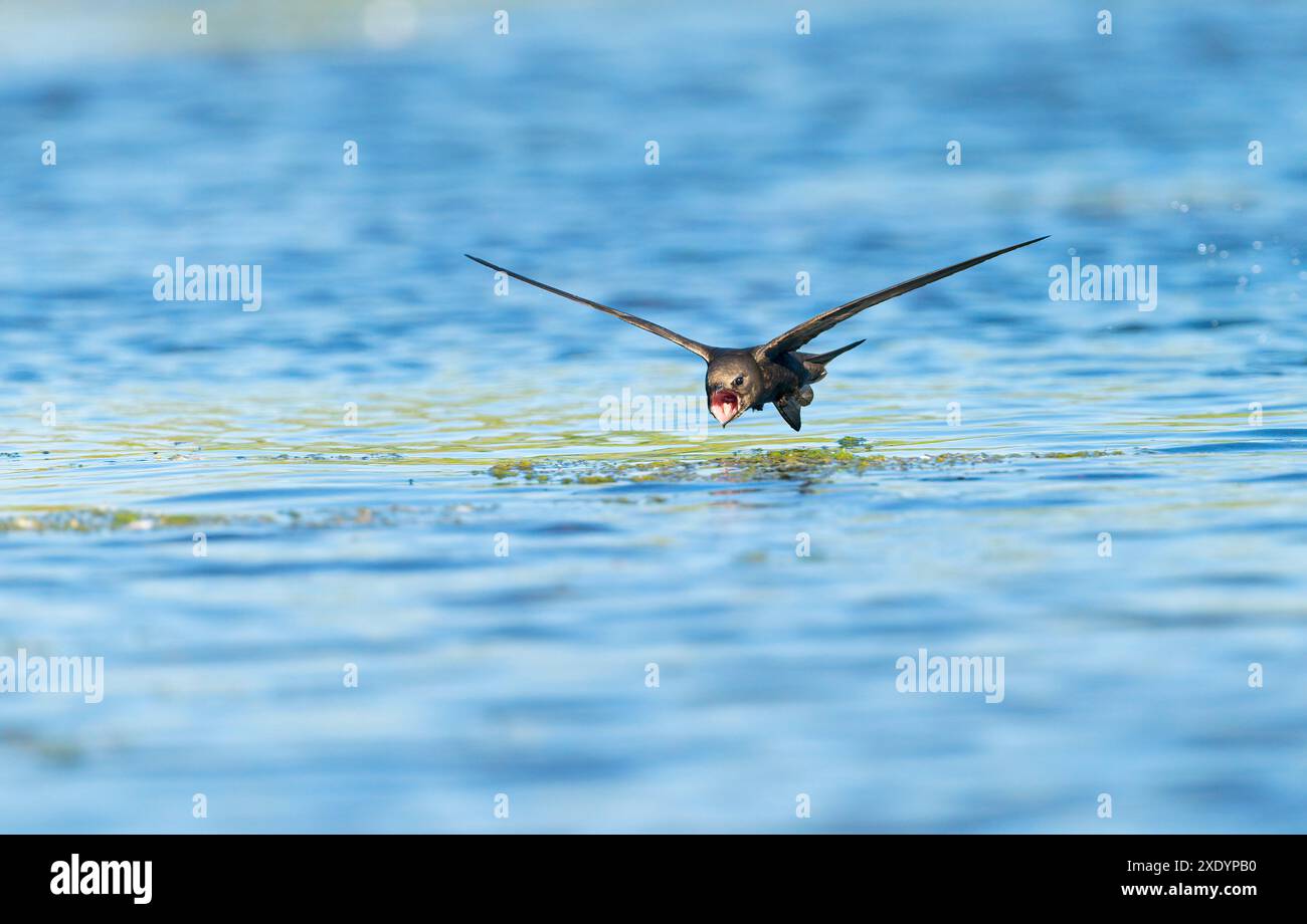 Feeding with beak open above water hi-res stock photography and images ...