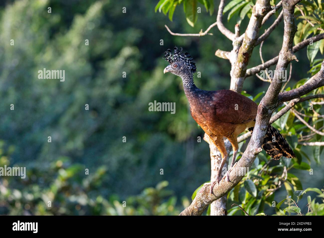 great curassow (Crax rubra), female sitting on a branch in the ...