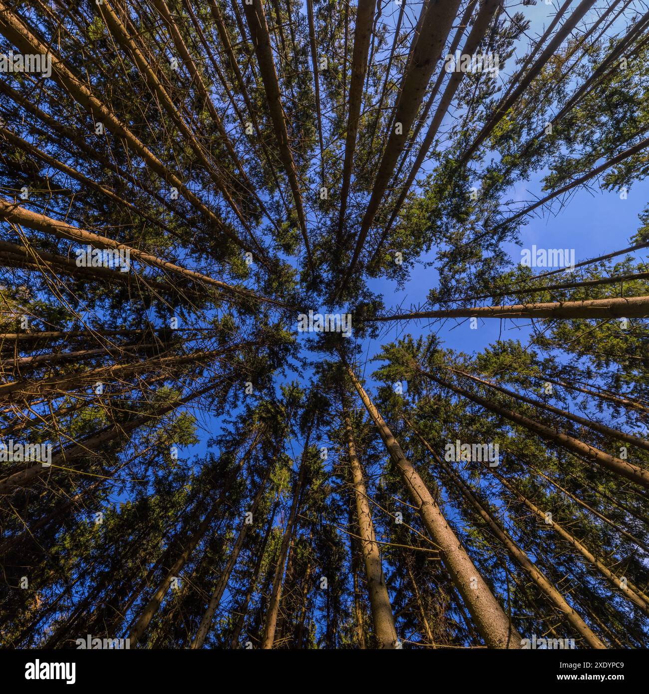 Upward view in autumn pine forest at clear day light with ultra wide ...