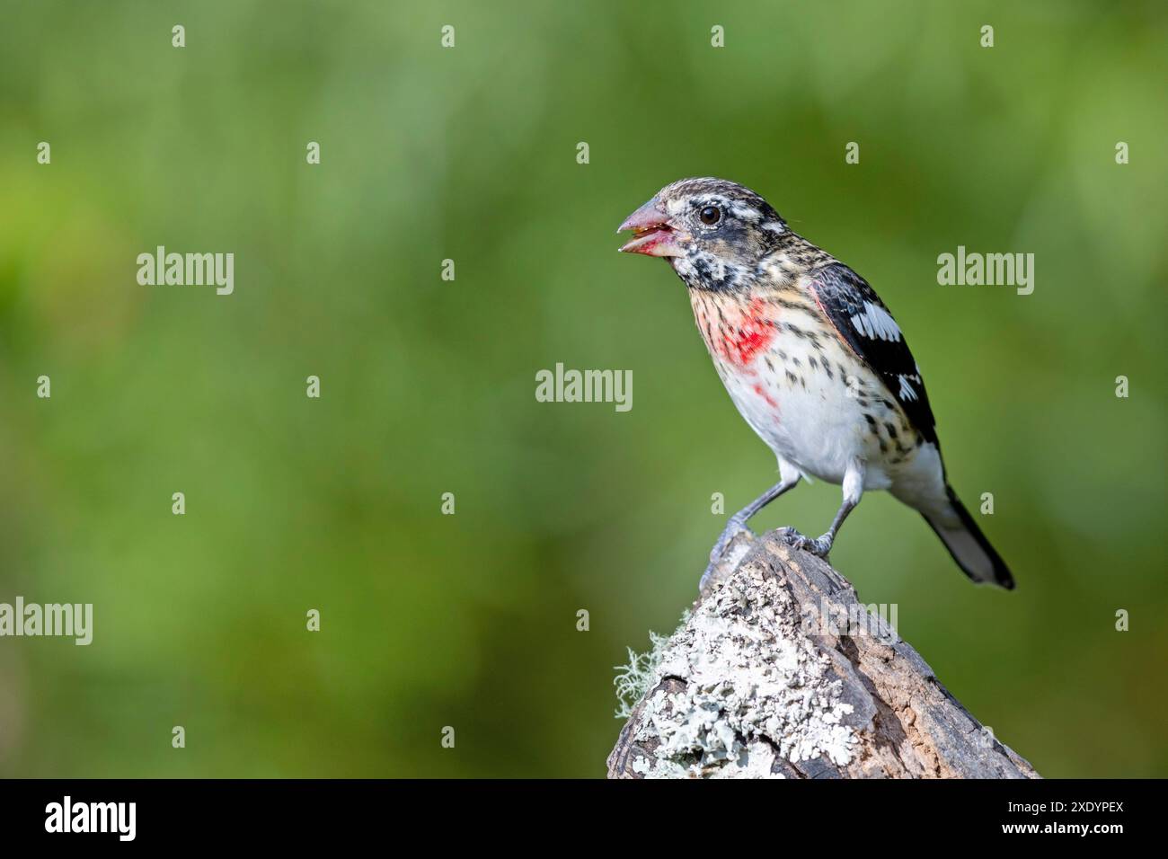 rose-breasted grosbeak (Pheucticus ludovicianus), young male sitting on ...