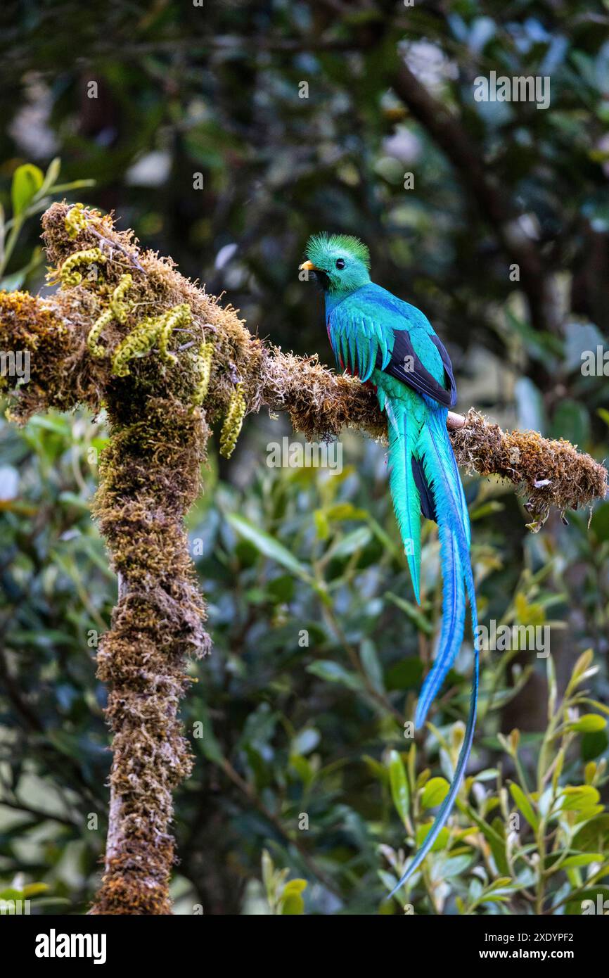 Resplendent quetzal (Pharomachrus mocinno), male sitting on a branch in ...