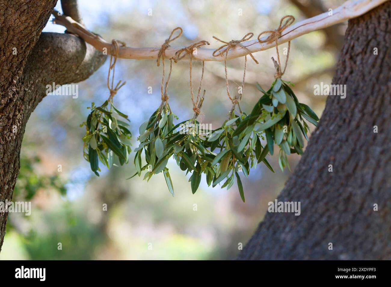 olive tree (Olea europaea ssp. sativa), Olive leaves, hung up to dry ...