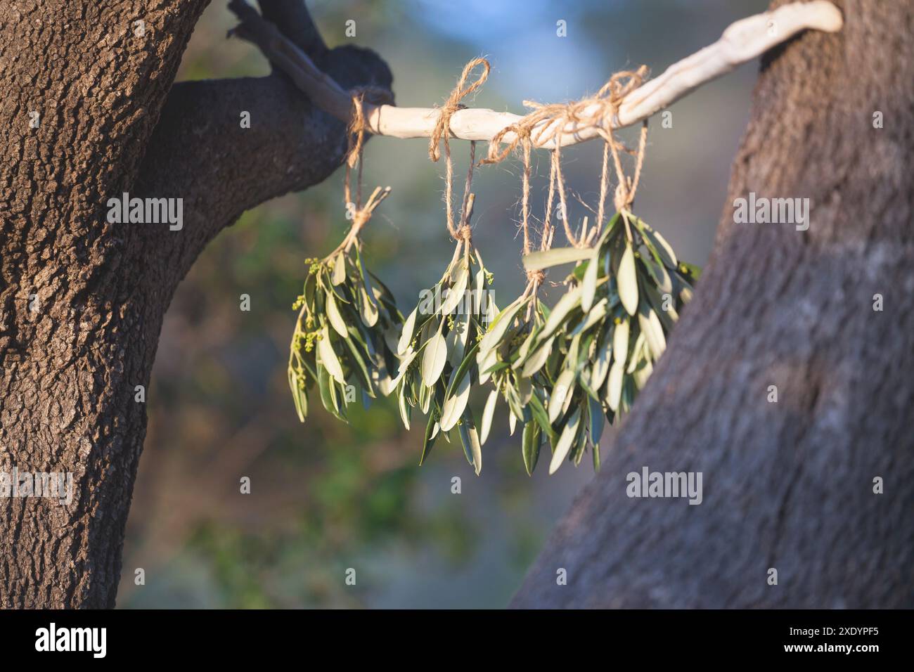 olive tree (Olea europaea ssp. sativa), Olive leaves, hung up to dry ...