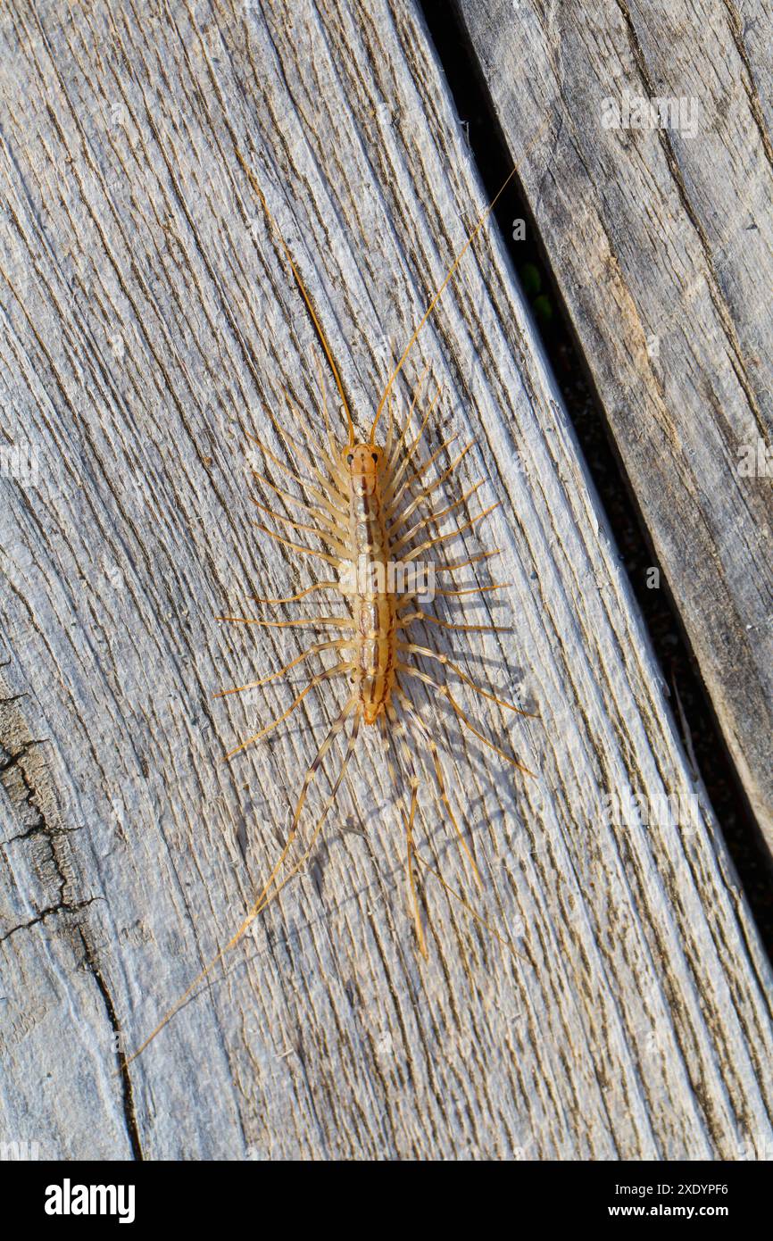 house centipede (Scutigera coleoptrata), on wood, Albania Stock Photo ...