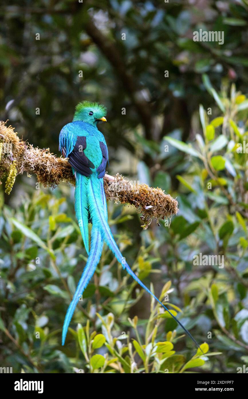 Resplendent quetzal (Pharomachrus mocinno), male sitting on a branch in ...