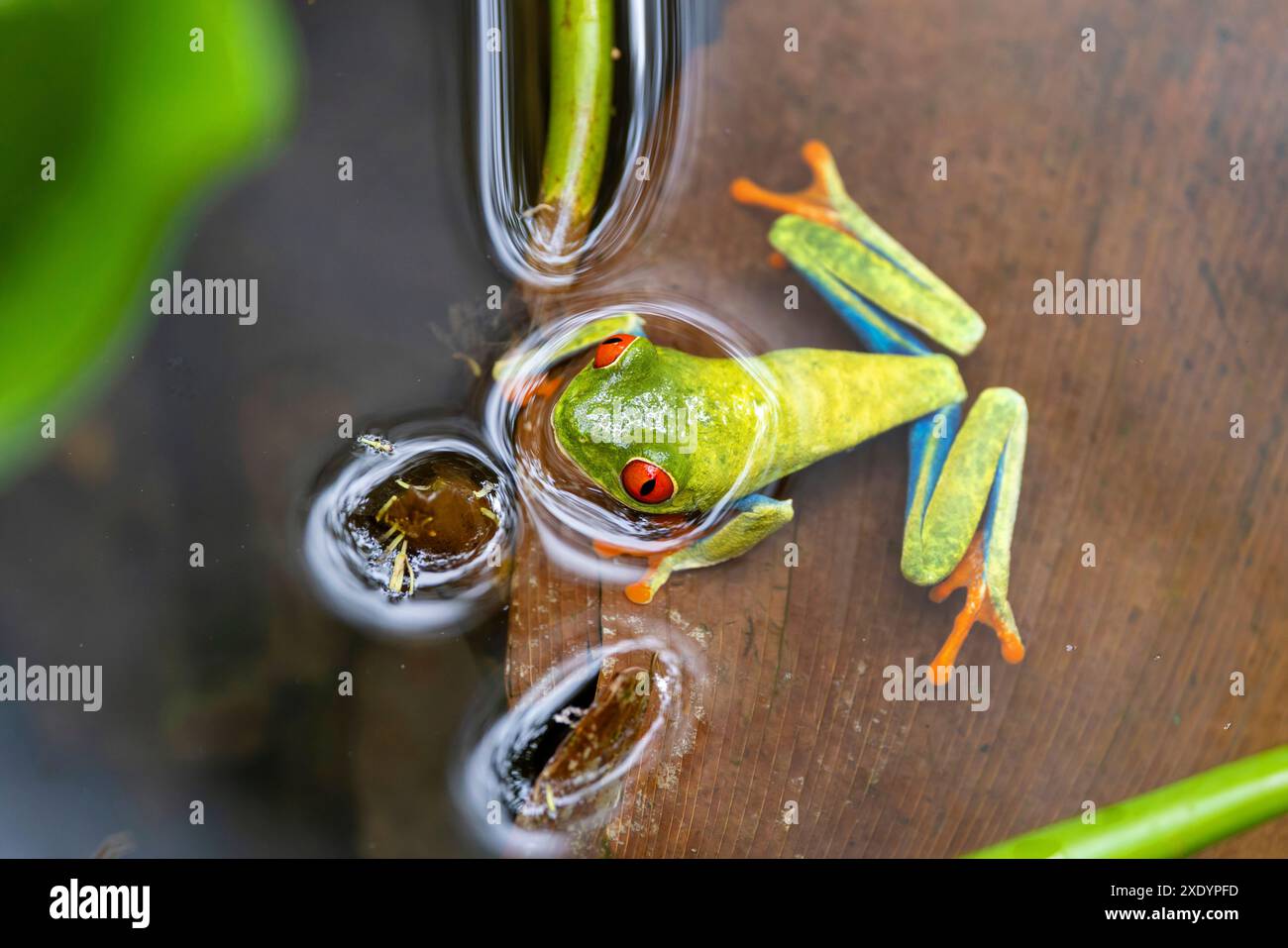 red-eyed treefrog, redeyed treefrog, redeye treefrog, red eye treefrog, red eyed frog ...