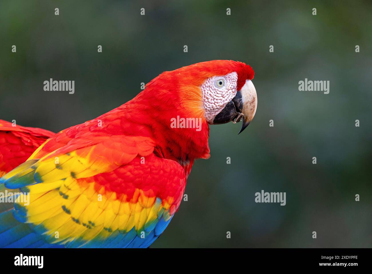 scarlet macaw (Ara macao), Head portrait, Costa Rica, Tarcoles Stock ...