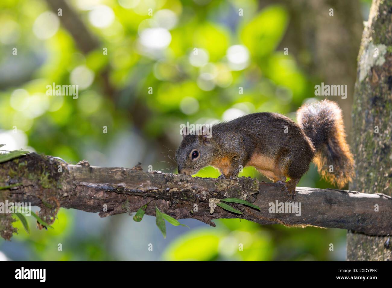 Red bush squirrel, Red-bellied coast squirrel (Paraxerus palliatus ...