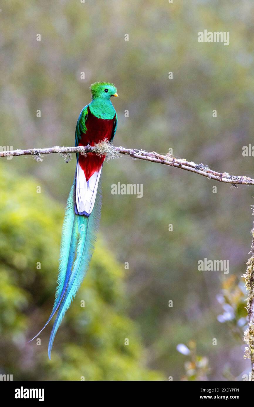 Resplendent quetzal (Pharomachrus mocinno), male sitting on a branch in ...