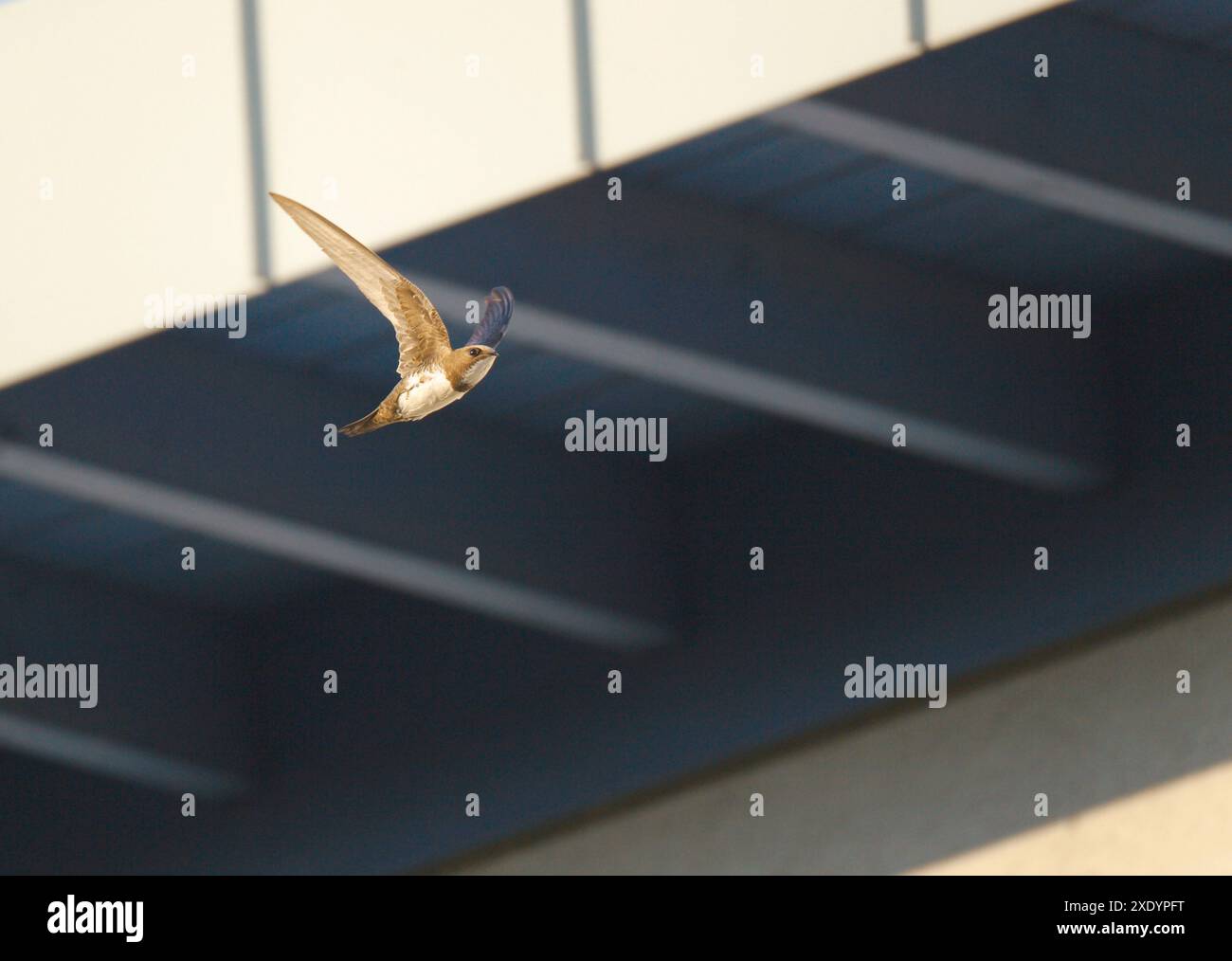 Alpine swift (Apus melba, Tachymarptis melba), flying under a bridge ...