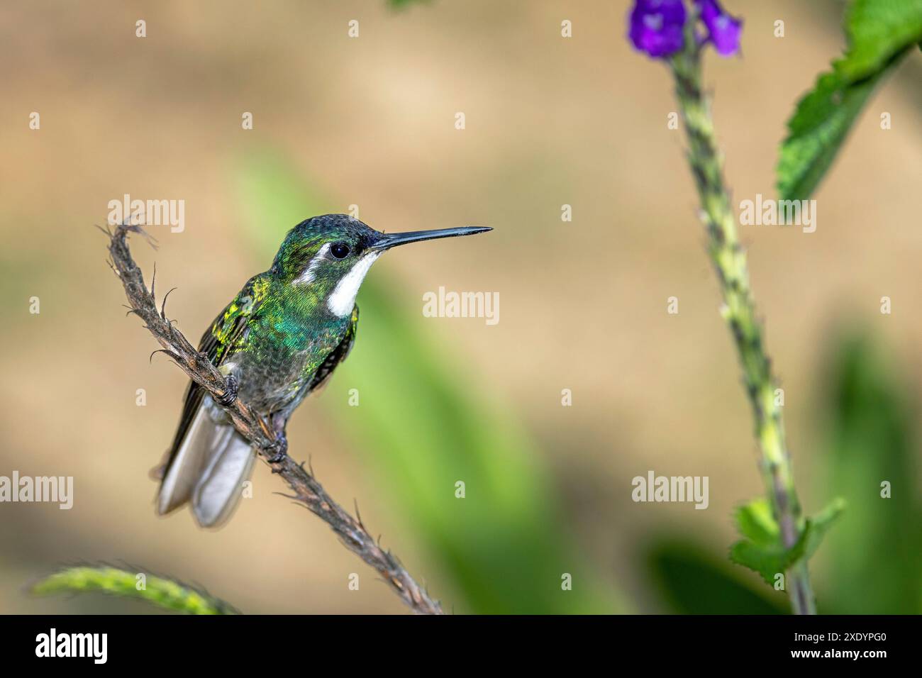 White-throated mountaingem, White-throated mountain-gem (Lampornis ...