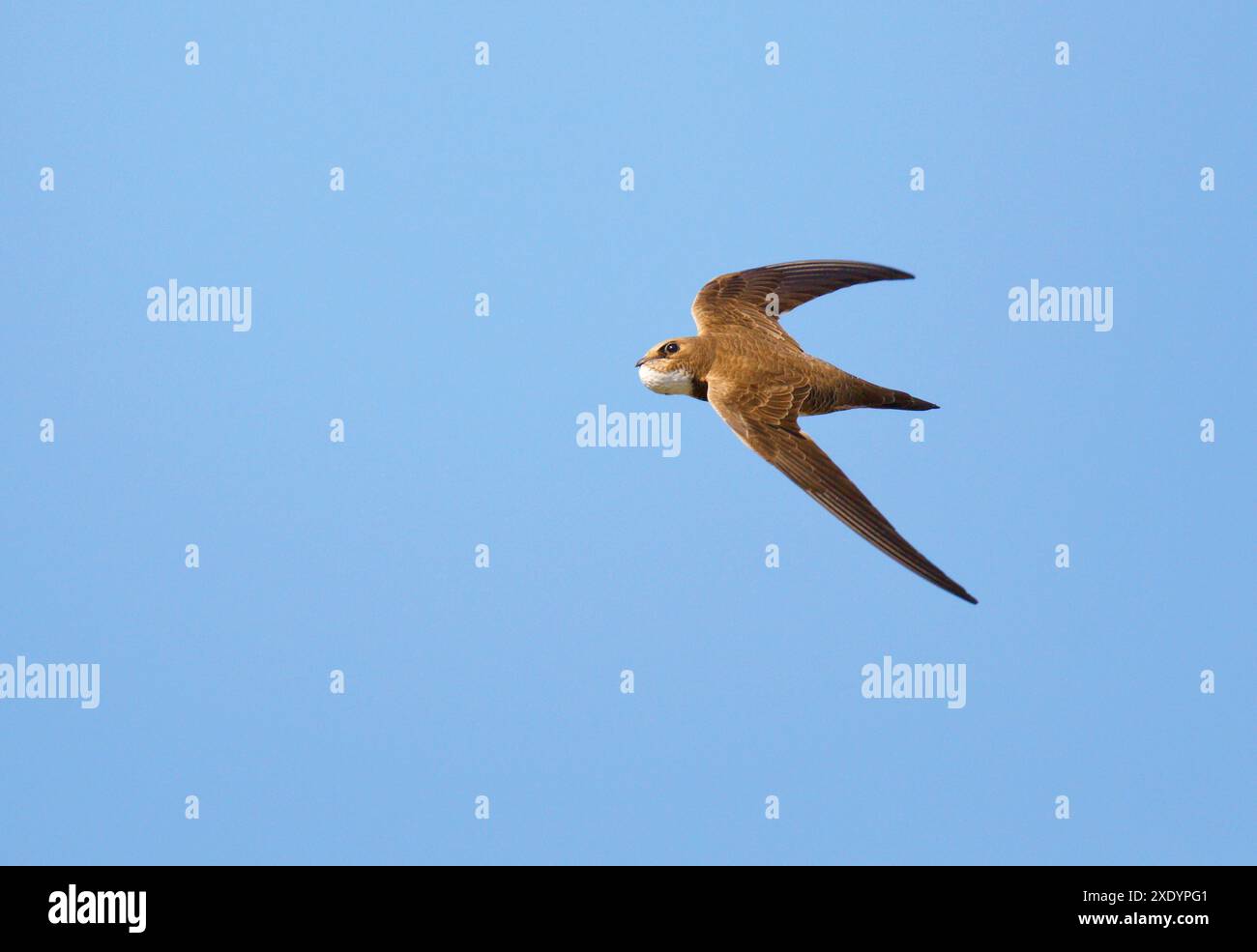 Alpine swift (Apus melba, Tachymarptis melba), in flight, Germany ...