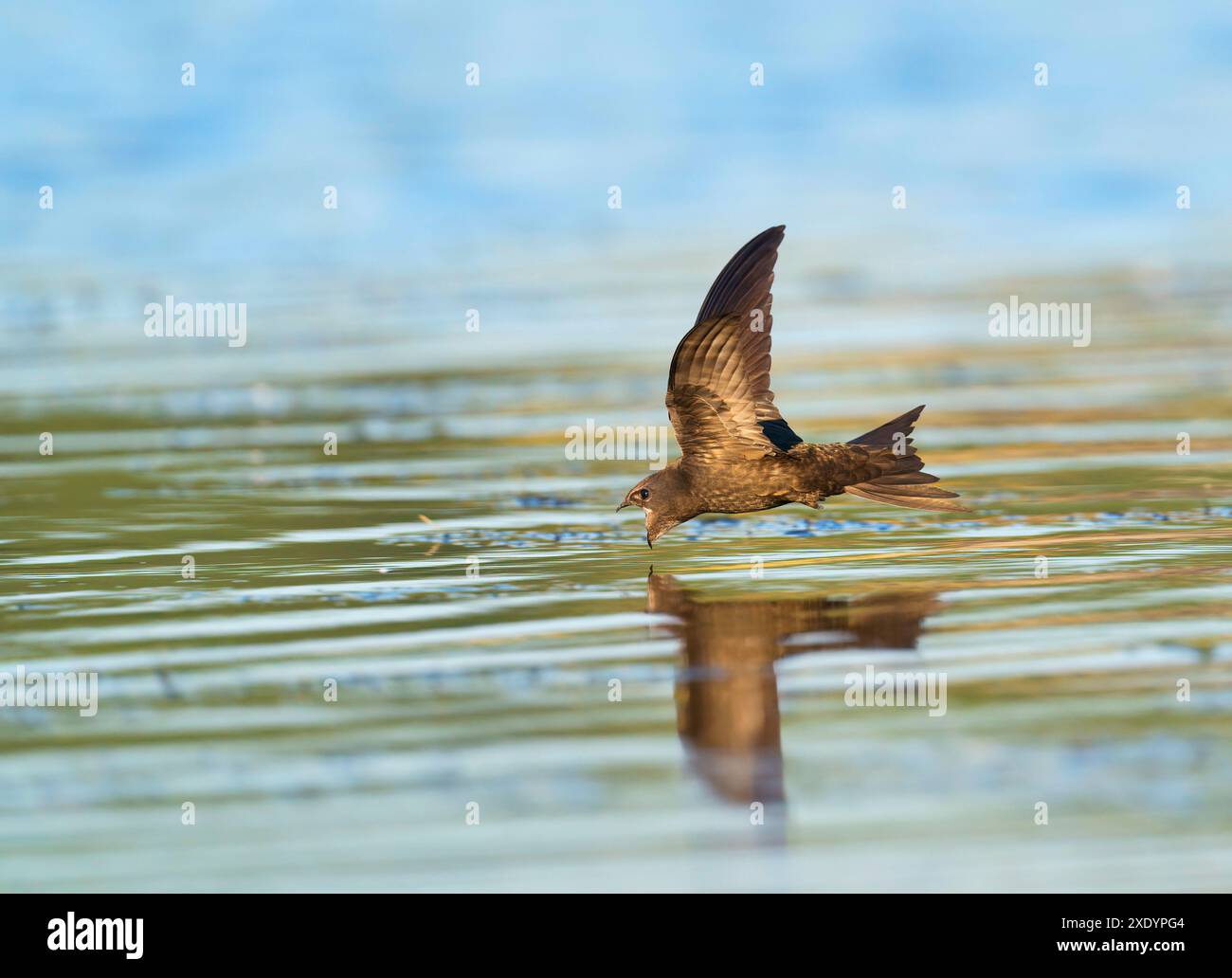 Feeding with beak open above water hi-res stock photography and images ...
