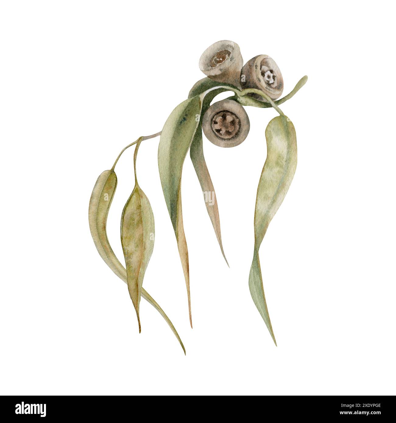 Gum tree leaves. Eucalyptus branch with seed pods. Watercolor ...
