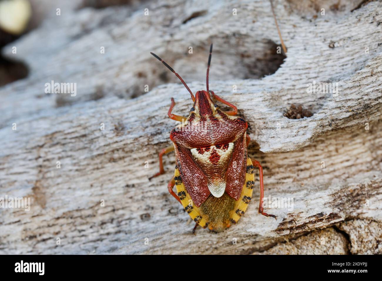 tree bug (Codophila varia), sits at a tree trunk, Albania Stock Photo ...