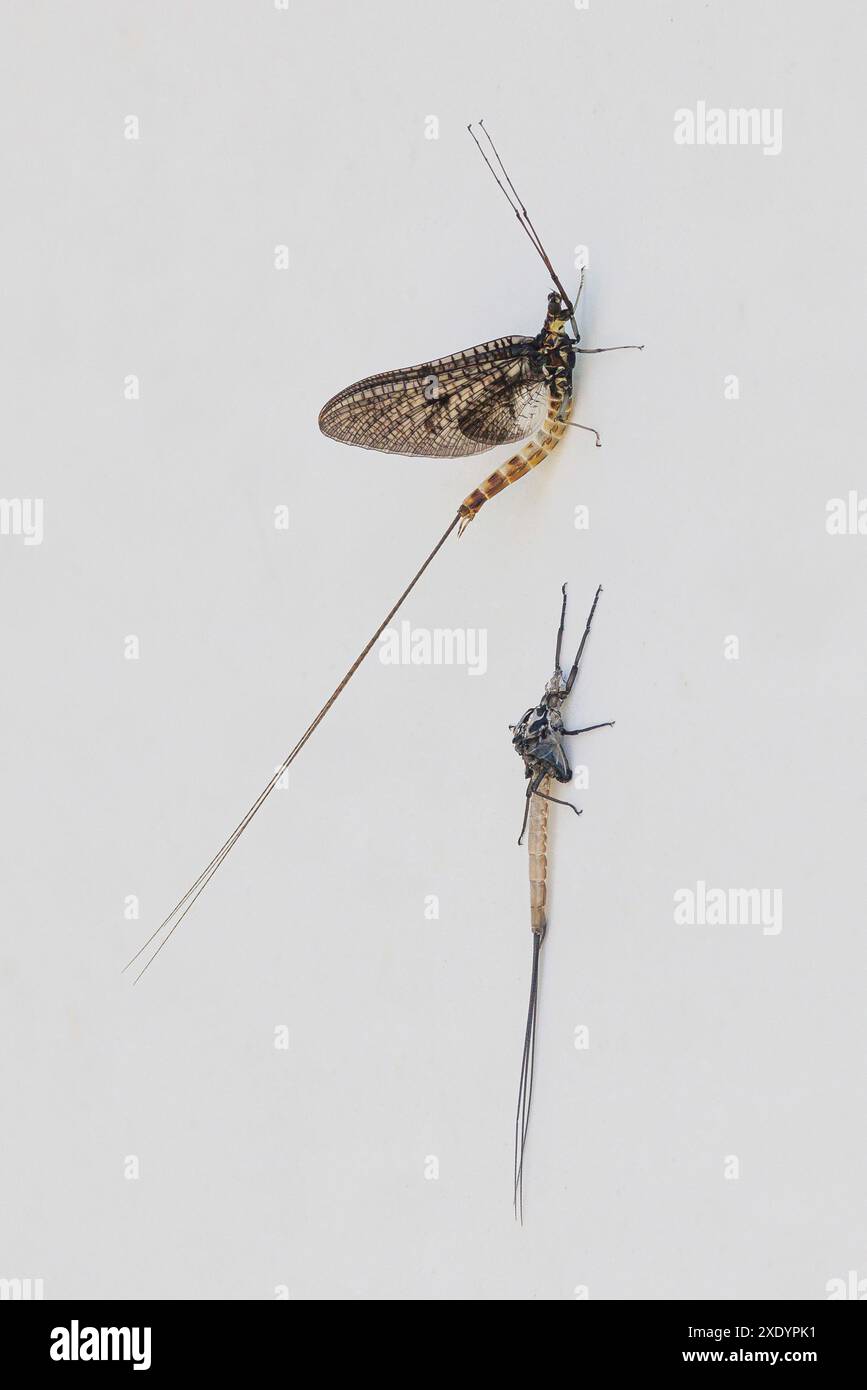 Common mayfly (Ephemera vulgata), Imago with exuviae on white wall ...