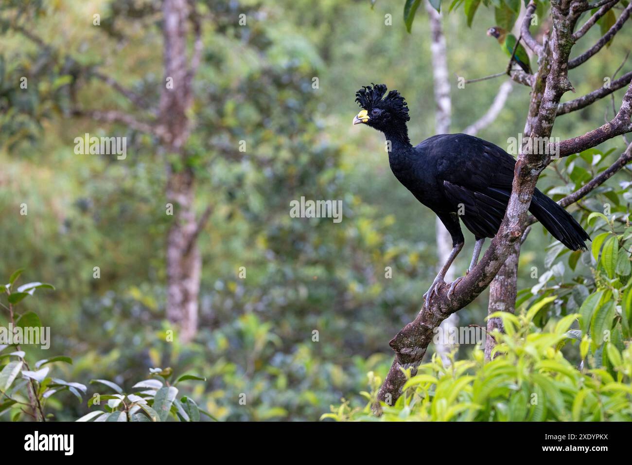 great curassow (Crax rubra), male sitting on a branch in the rainforest ...