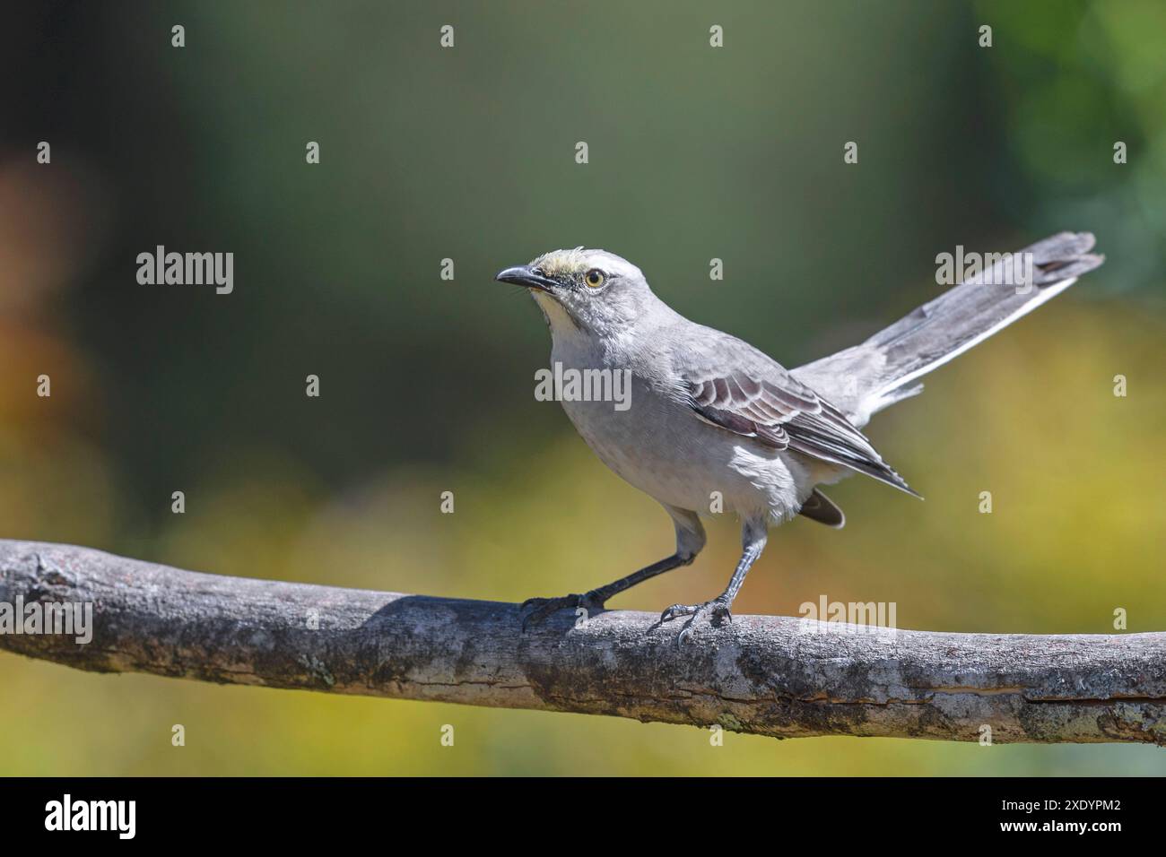 tropical mockingbird (Mimus gilvus), sits on a branch in the mountain ...