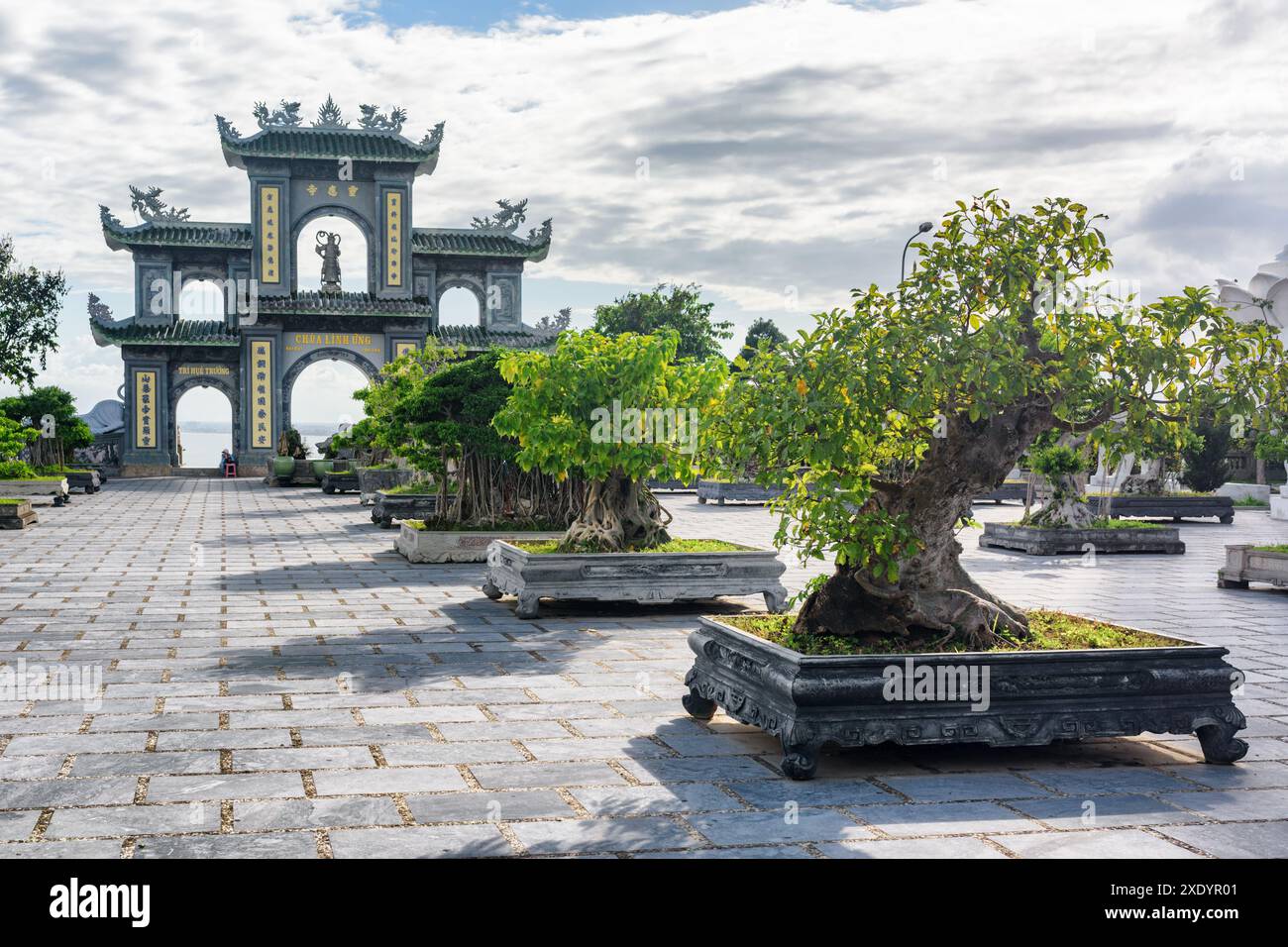 Vietnam bonsai tree hi-res stock photography and images - Alamy