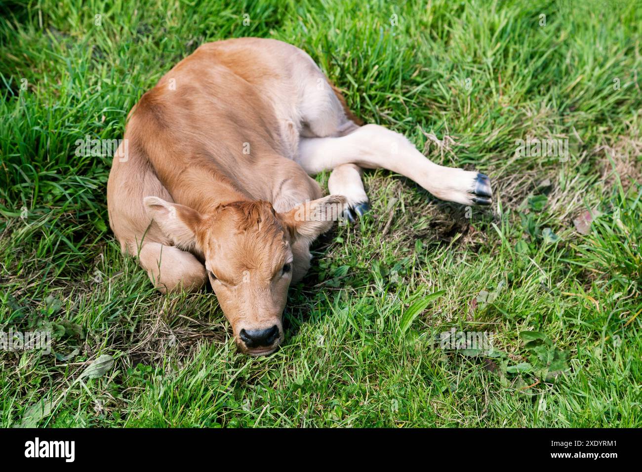 Cow calf lying in hi-res stock photography and images - Alamy