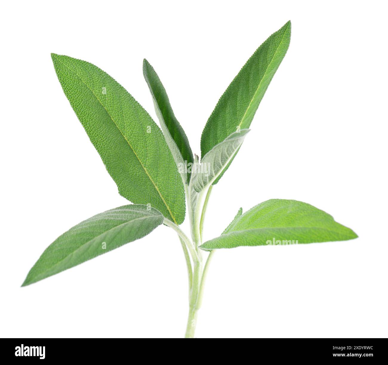 Botany culinary food spice botanical Cut Out Stock Images & Pictures ...