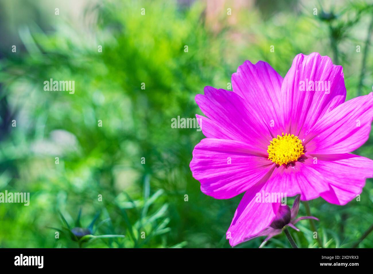 Pink sunflower hi-res stock photography and images - Alamy
