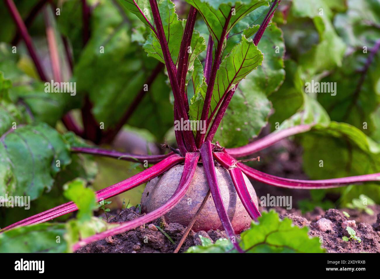 Beetroot in ground hi-res stock photography and images - Alamy