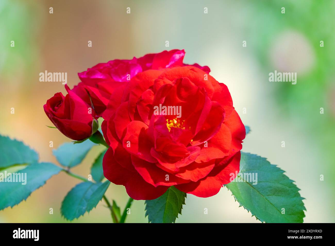 Scarlet red rose hi-res stock photography and images - Alamy