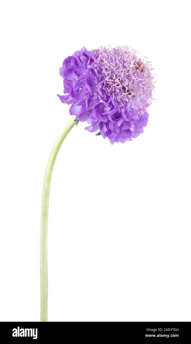 Scabious flower isolated on white background. Knautia arvensis. Purple ...