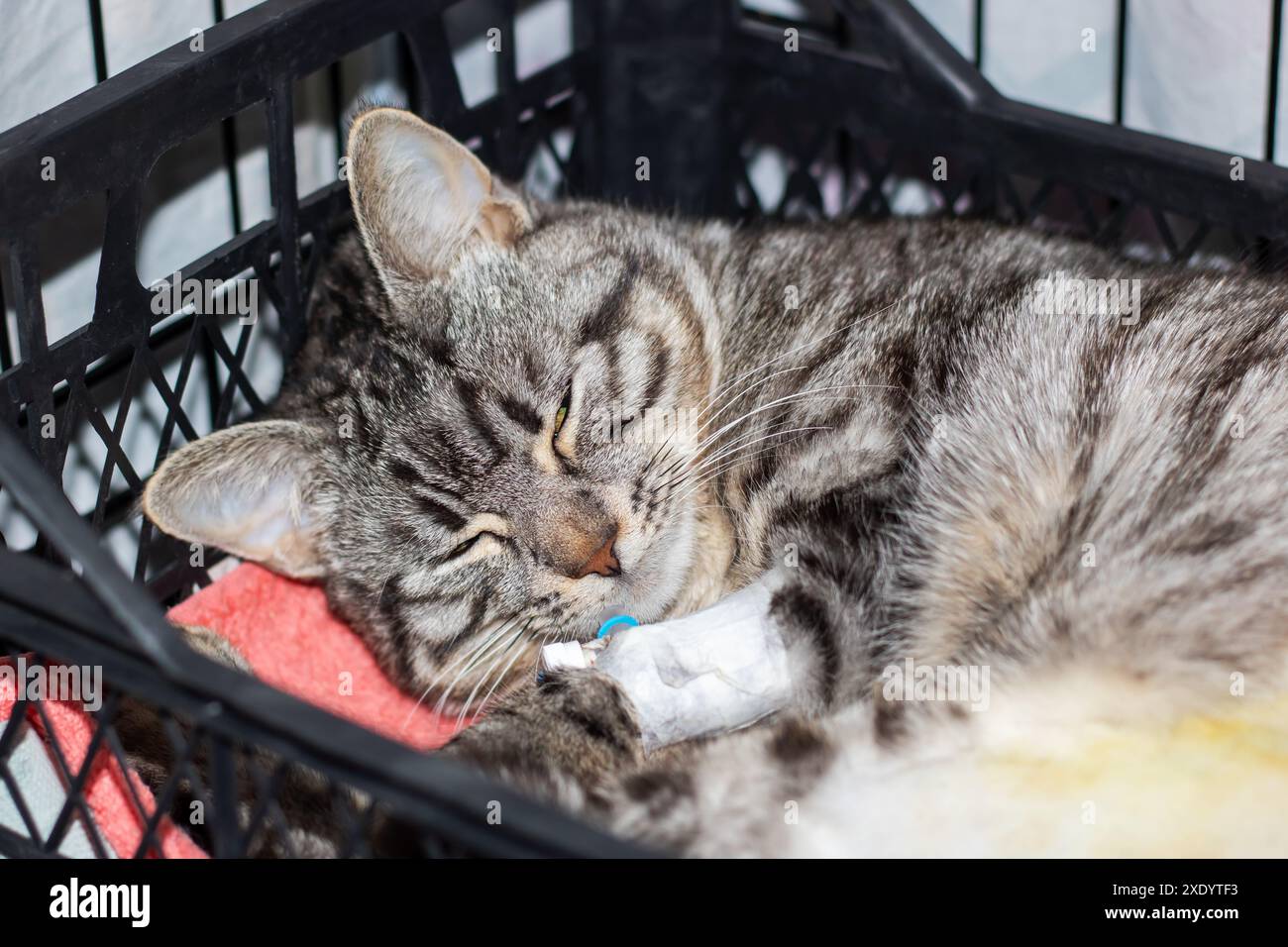 A Felidae, small to mediumsized carnivore cat with whiskers and fur is ...