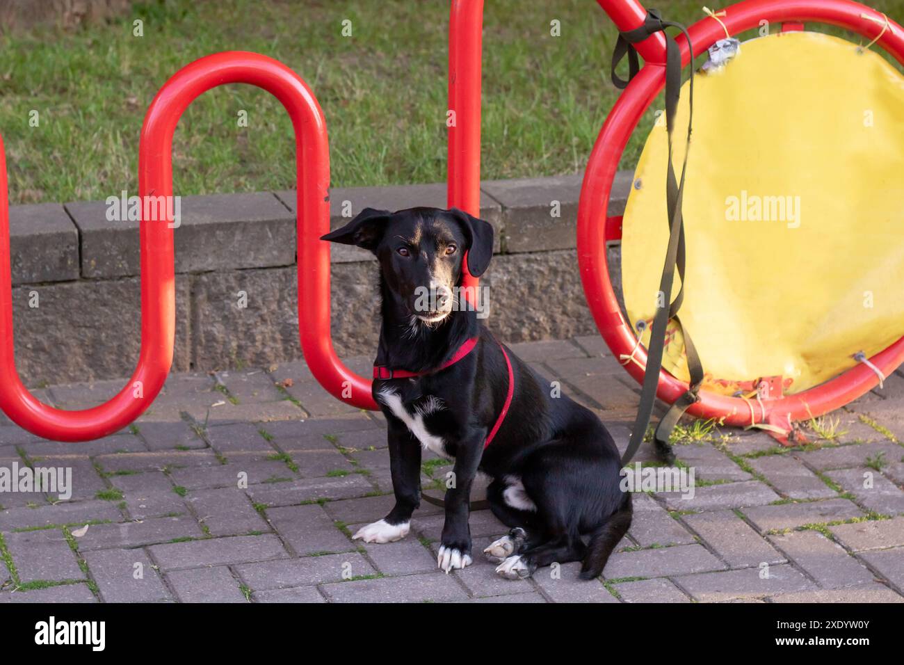 In the image, there is a black and white dog sitting beside a red ...