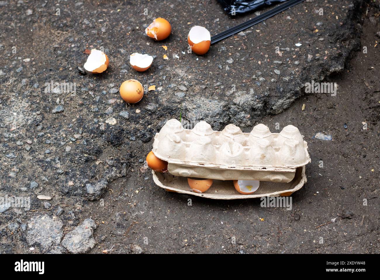 On the ground lays a cardboard box filled with eggs, surrounded by ...