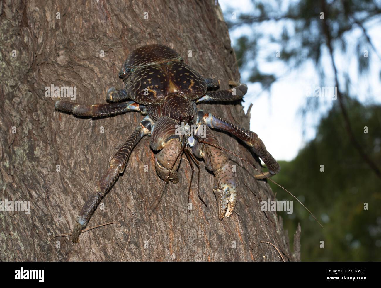The Coconut or Robber Crab is the largest member of the hermit Crab ...