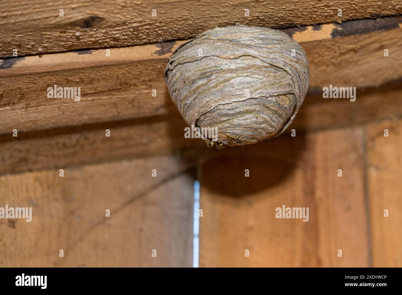 Wasp nest with wasps hanging from a wooden ceiling - paper-like nest ... Wasp nest with wasps hanging from a wooden ceiling - paper-like nest ...