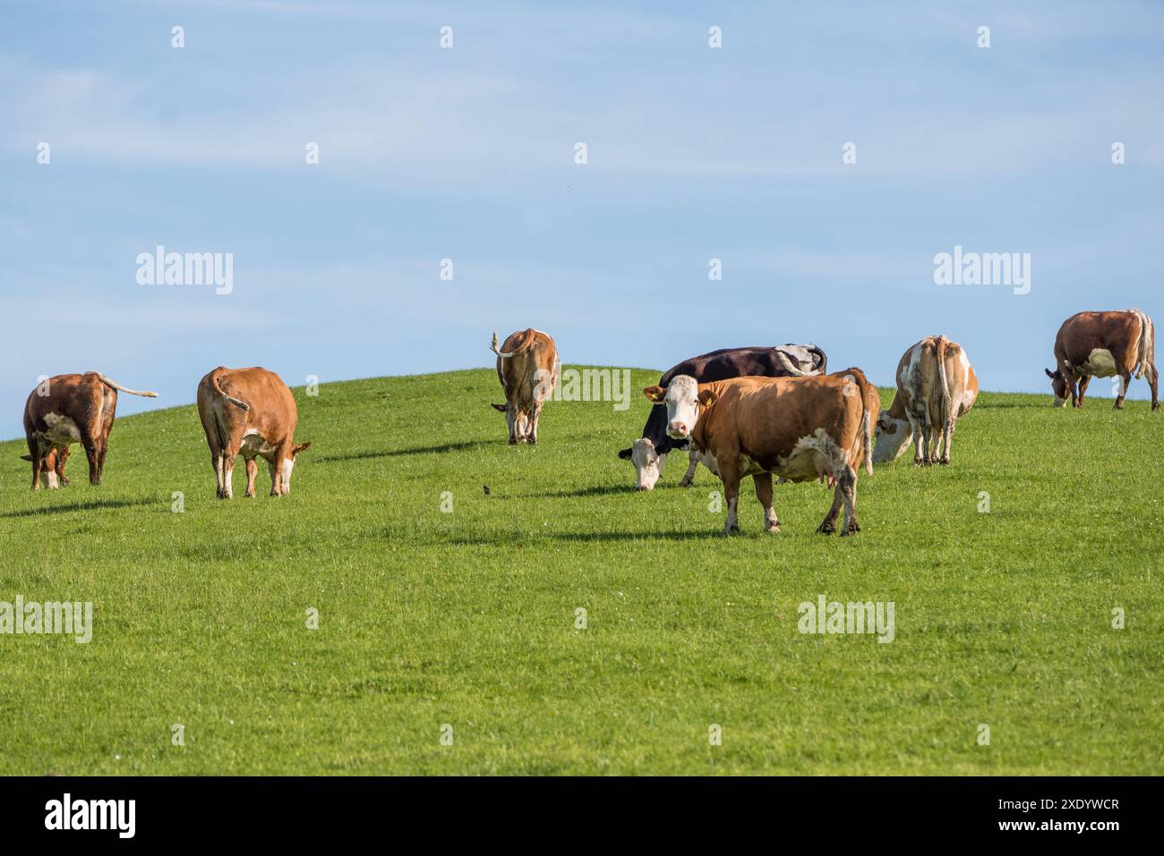 Simmental cattle on the pasture - cows eat fresh grass Stock Photo - Alamy