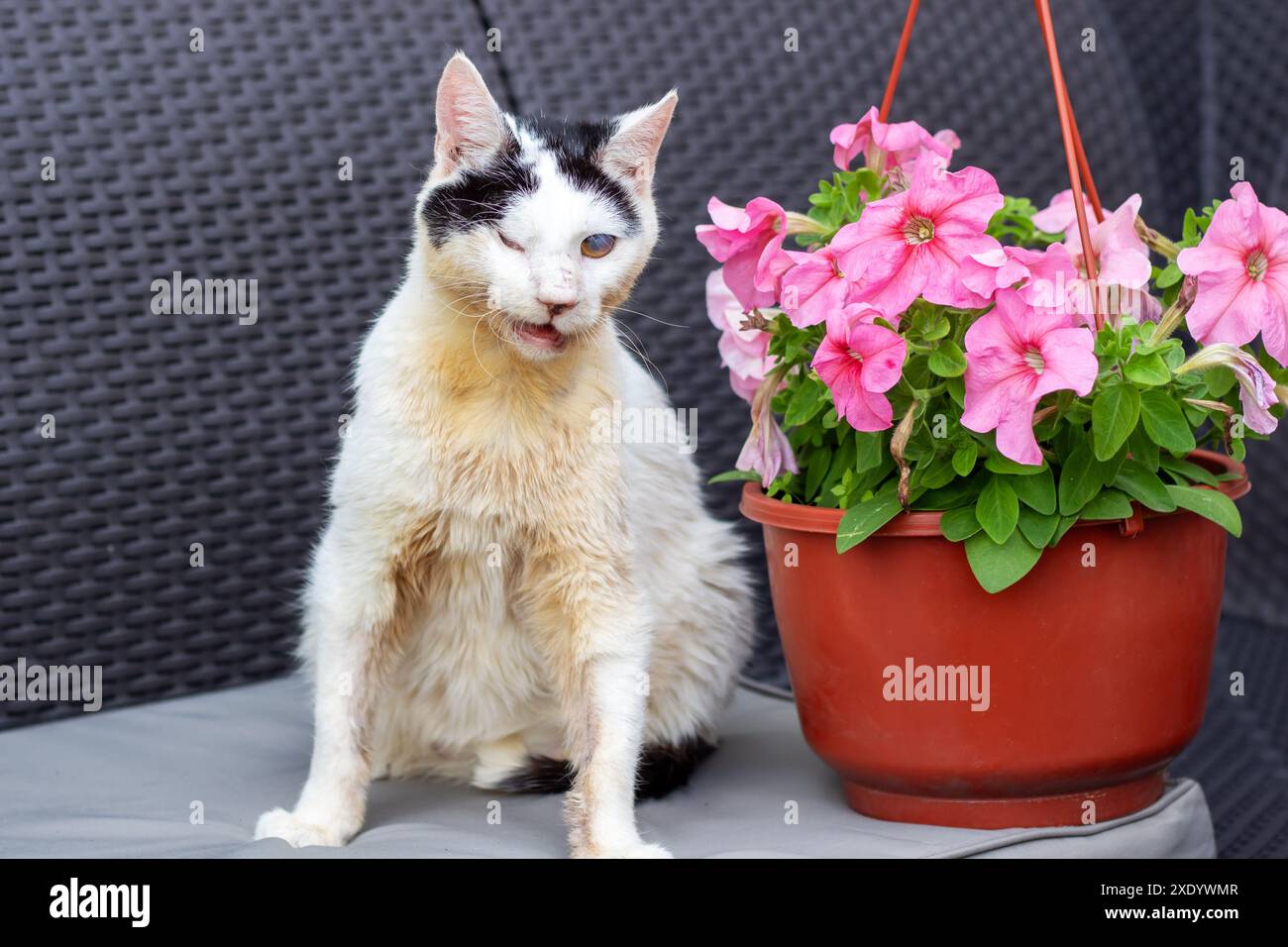 A feline creature known as a cat is seated beside a flowerfilled plant ...