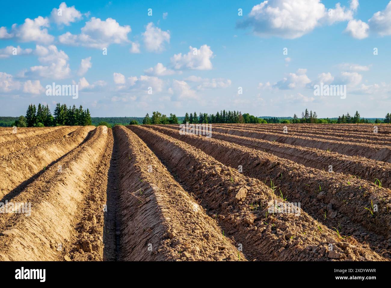 Potato field in early spring after planting with furrows going to the ...