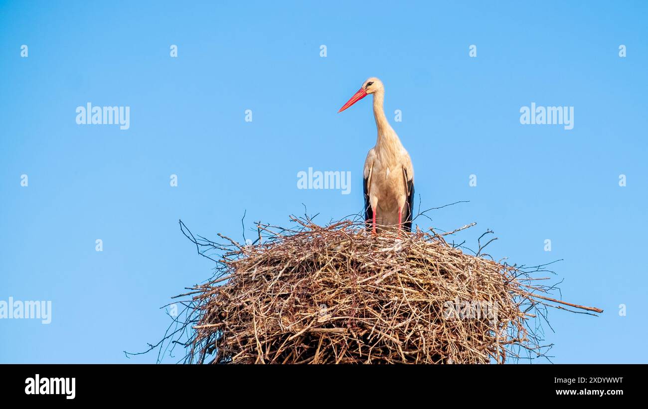 Storks nest on roof in hi-res stock photography and images - Alamy