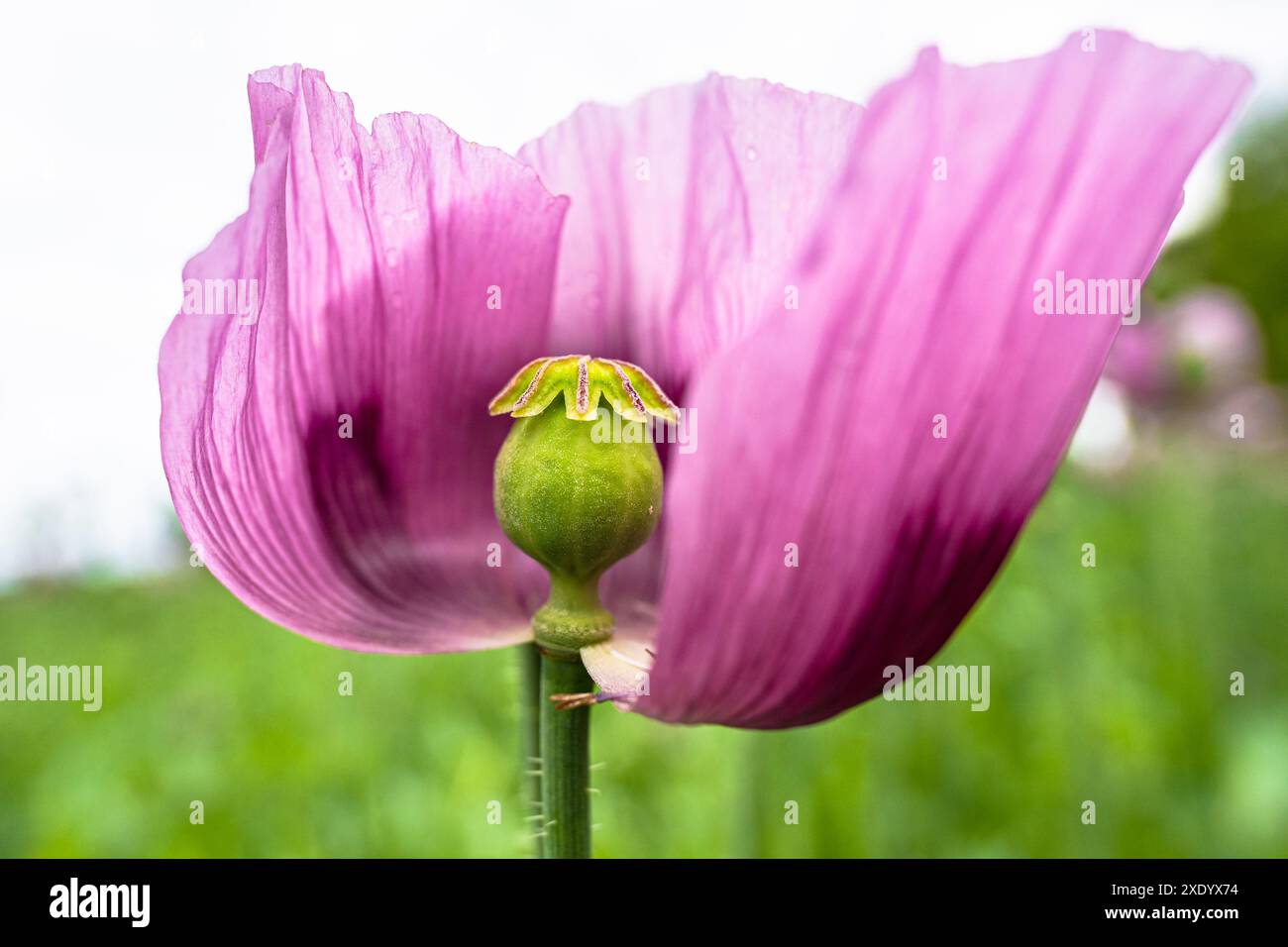 Violet poppy flower blossom hi-res stock photography and images - Alamy