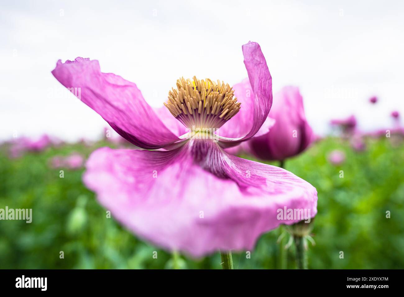 Violet poppy flower blossom hi-res stock photography and images - Alamy